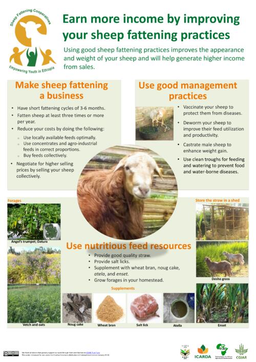 Sheep fattening communication posters in English Language