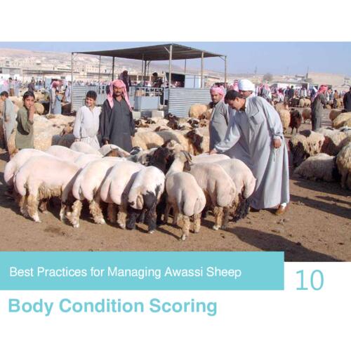 Best Practices for Managing Awassi Sheep 10-Body Condition Scoring